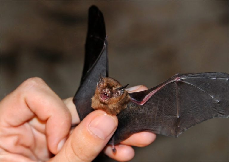 Khun Kitti Bat: Unveiling The World's Smallest Mammal; Kitti's Hog ...