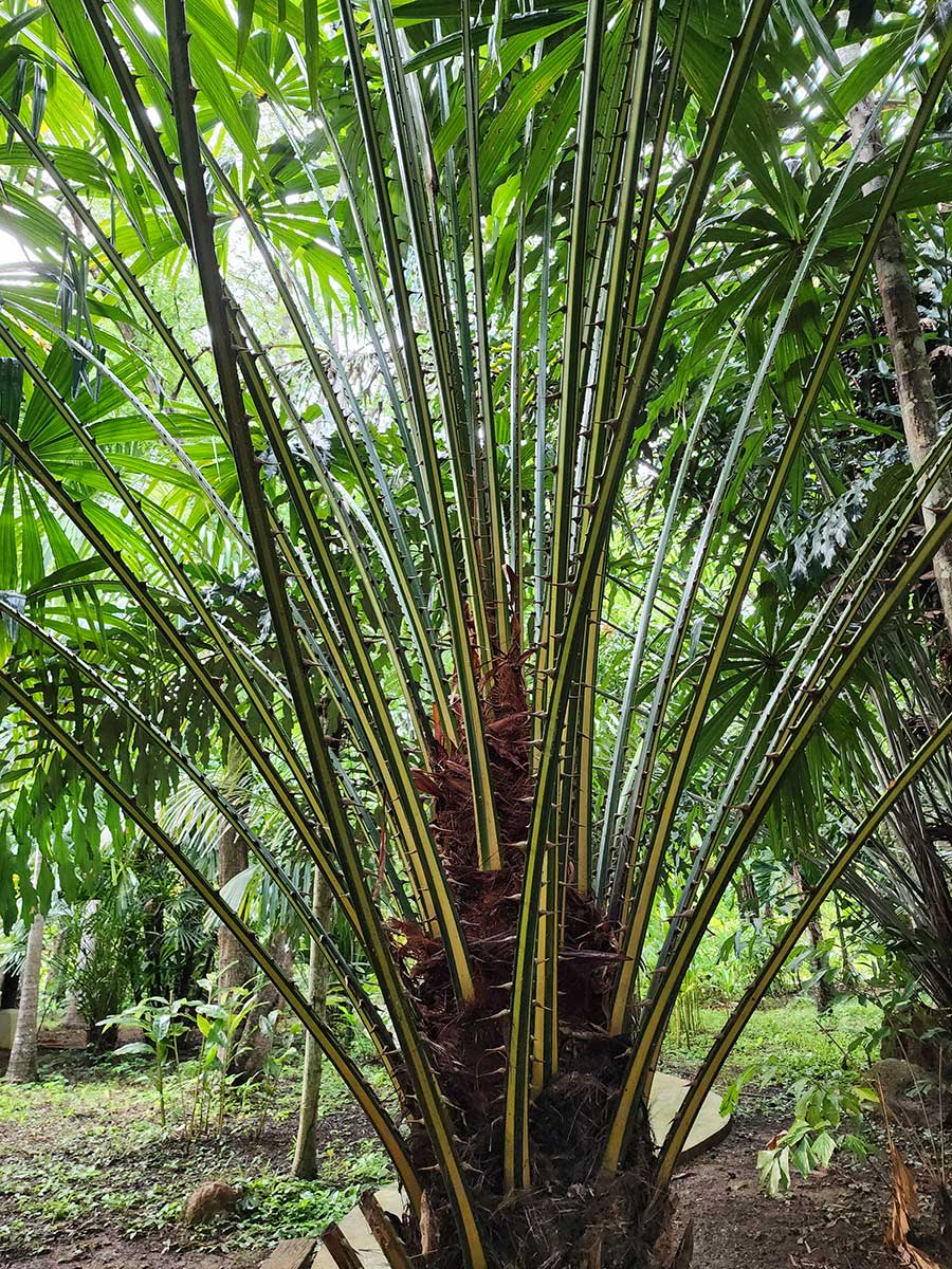 Rare Palm At Palmatum Of River Kwai At River Kwai Resotel Riverside ...